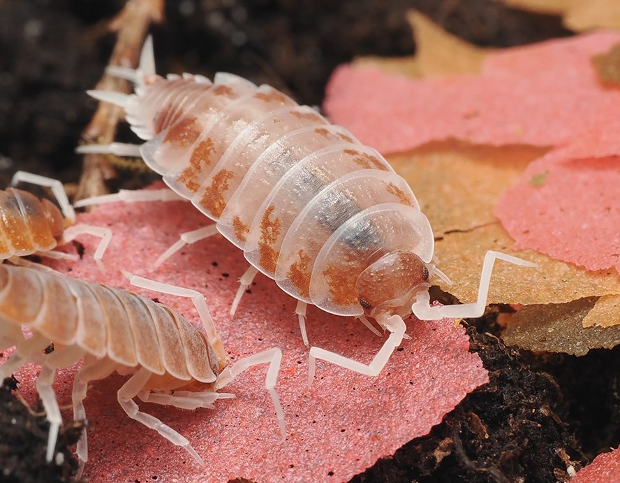isopods – Arthropods Canada
