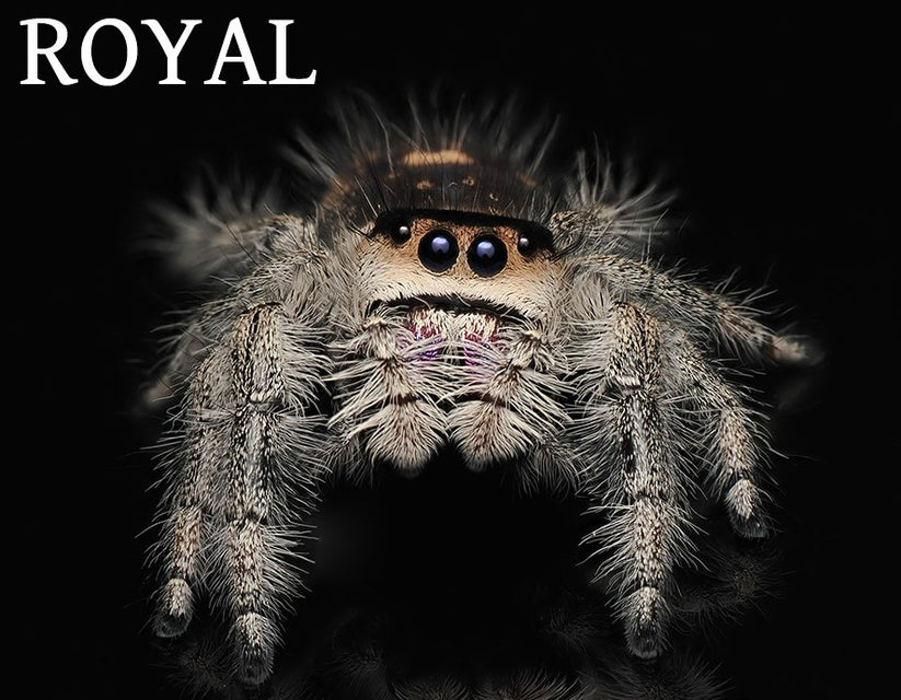 Royal (Phidippus regius) – Arthropods Canada
