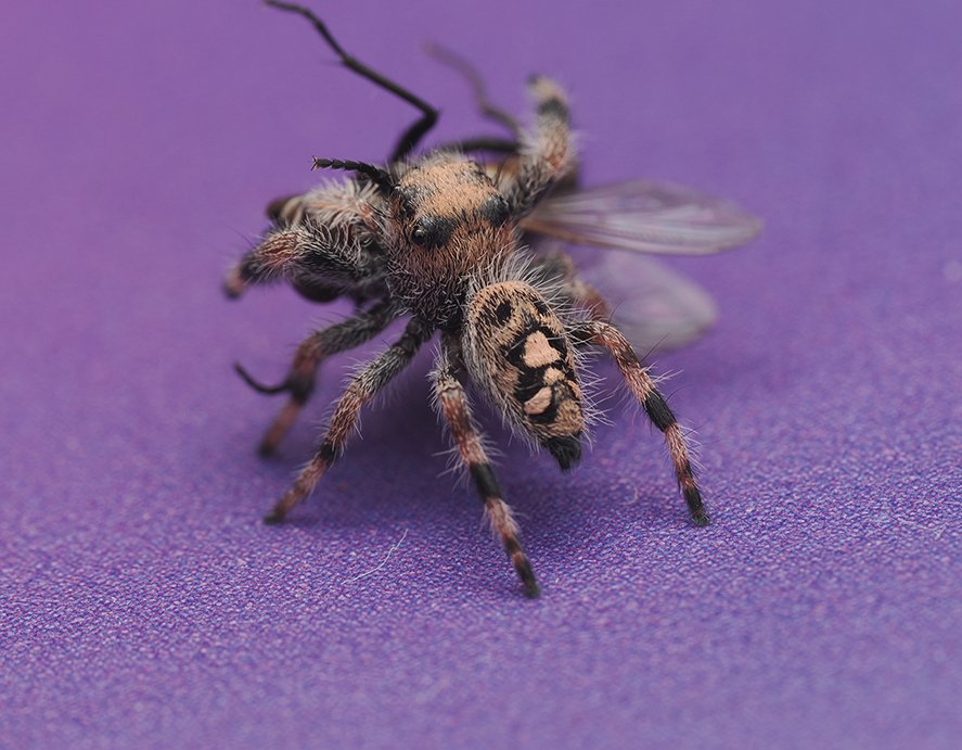 Royal (Phidippus regius) – Arthropods Canada