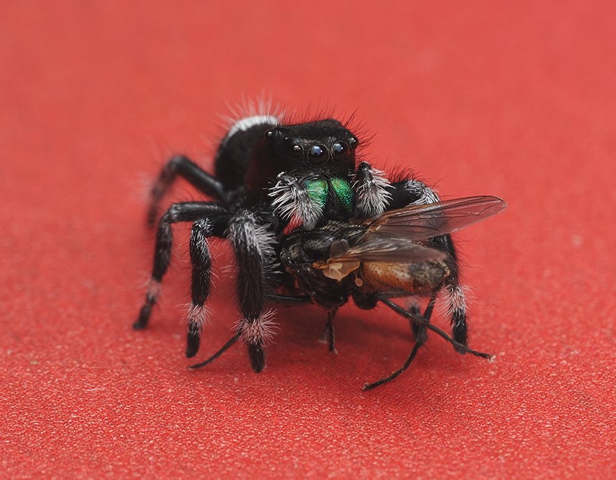 Royal (Phidippus regius) – Arthropods Canada