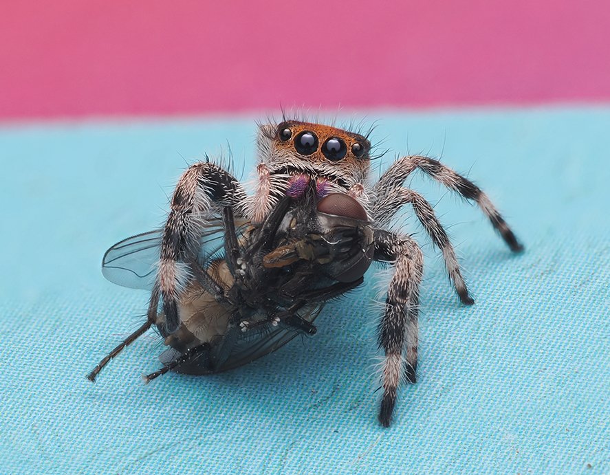 Royal (Phidippus regius) – Arthropods Canada