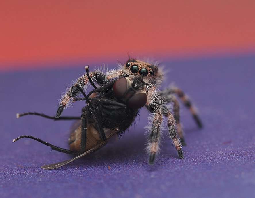 Royal (Phidippus regius) – Arthropods Canada