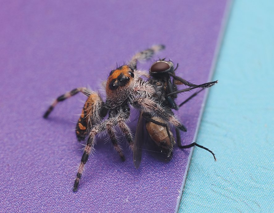 Royal (Phidippus regius) – Arthropods Canada