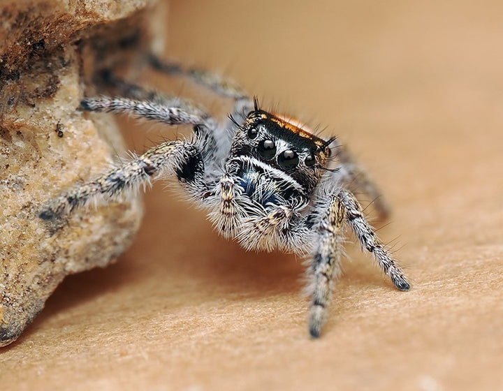 Jumping spiders – Arthropods Canada