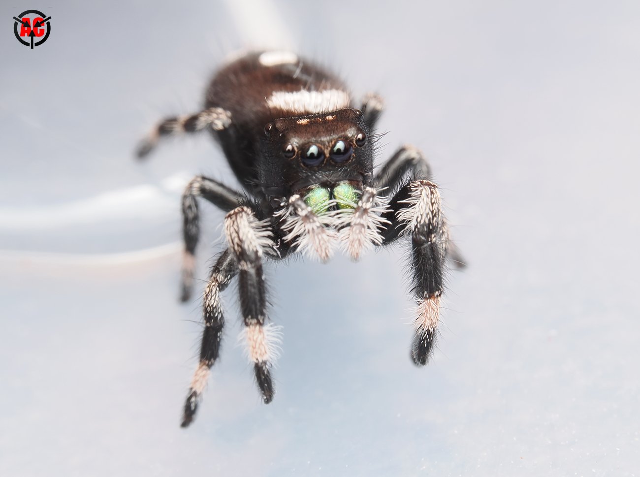 Royal (Phidippus regius) – Arthropods Canada